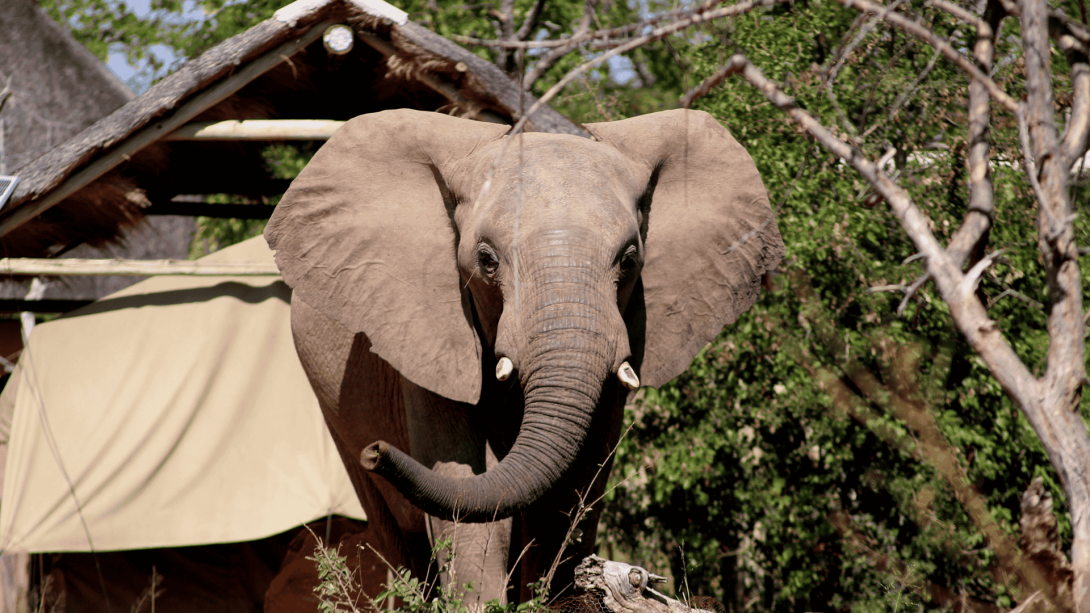 Discover Botswana: A Teen Wildlife Adventure